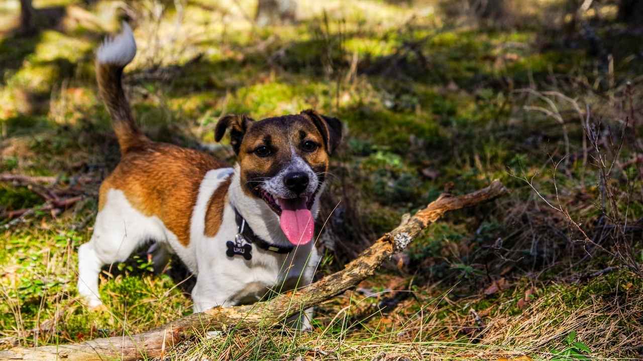 10 Dog Breeds For Hunting Rats & Mice - Ethawi.com