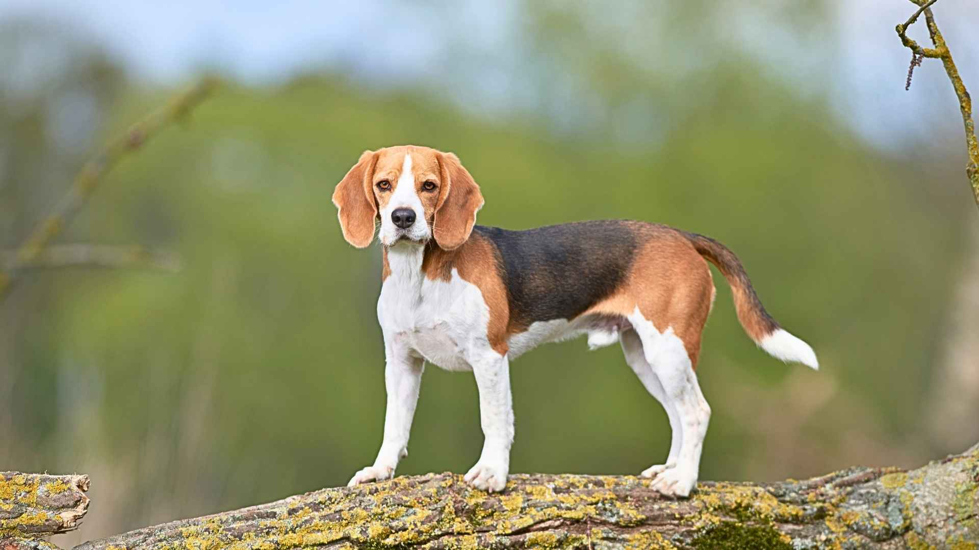7 Dog Breeds Similar To Beagles In Size And Personality - Cerfiem.com