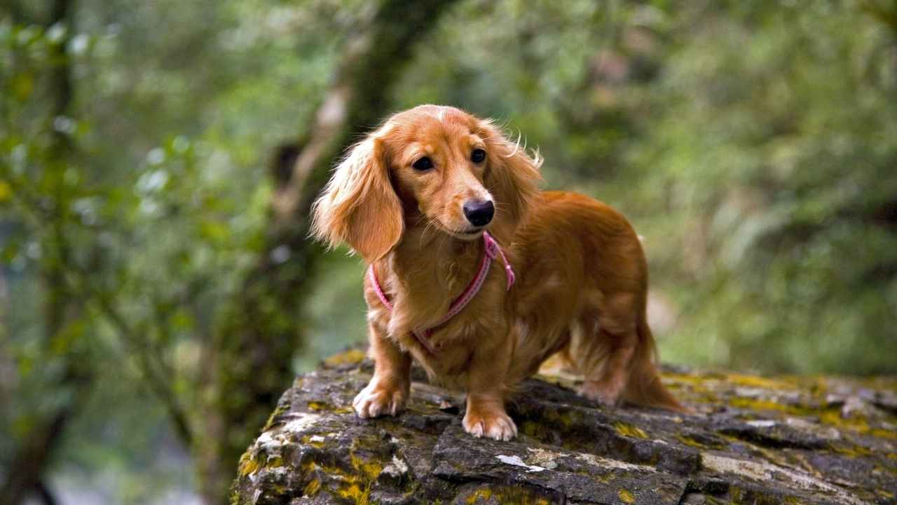 7 Types Of Dachshund Dog Breeds - TOP DOG SITE
