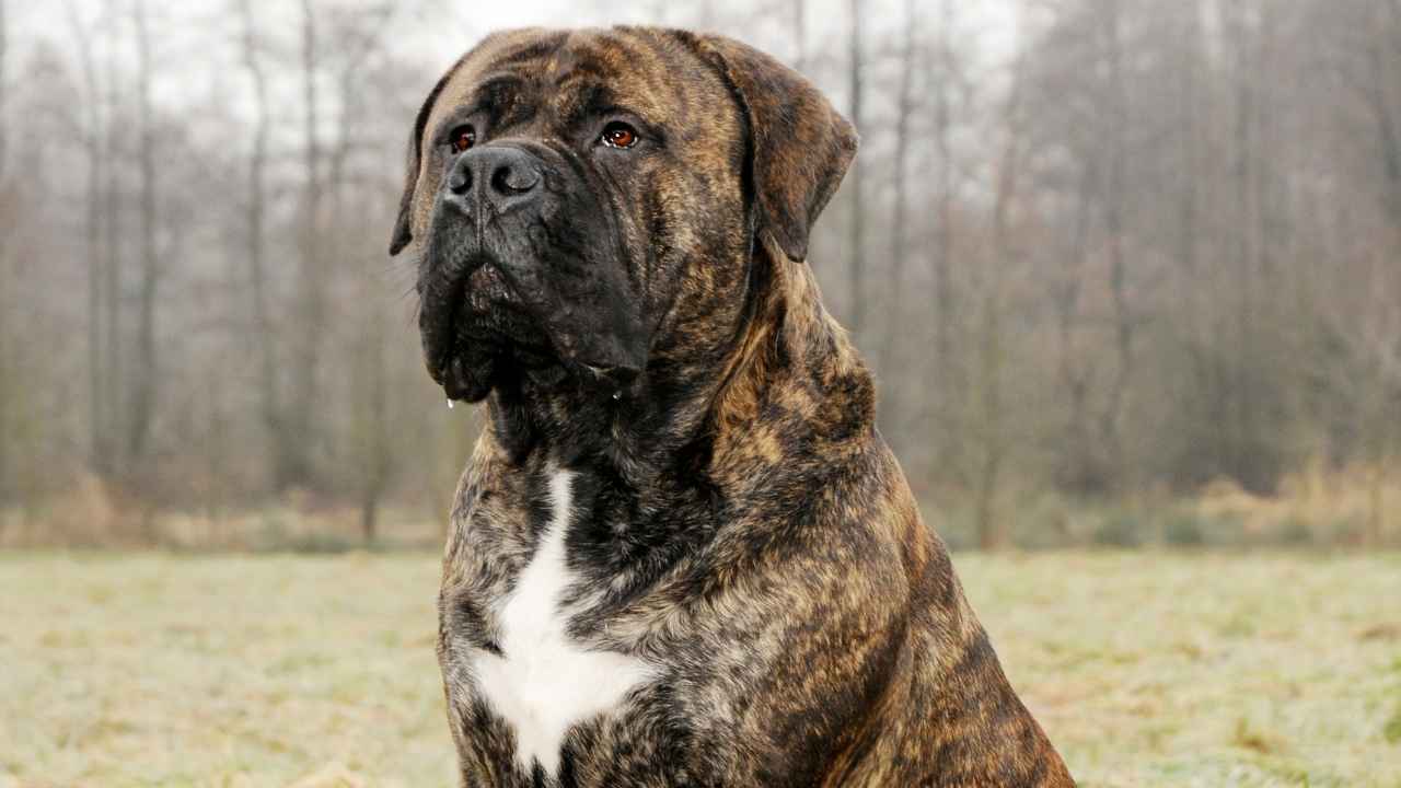 9 Guard Dog Breeds For Protection Against Wild Animals - Tededer.com