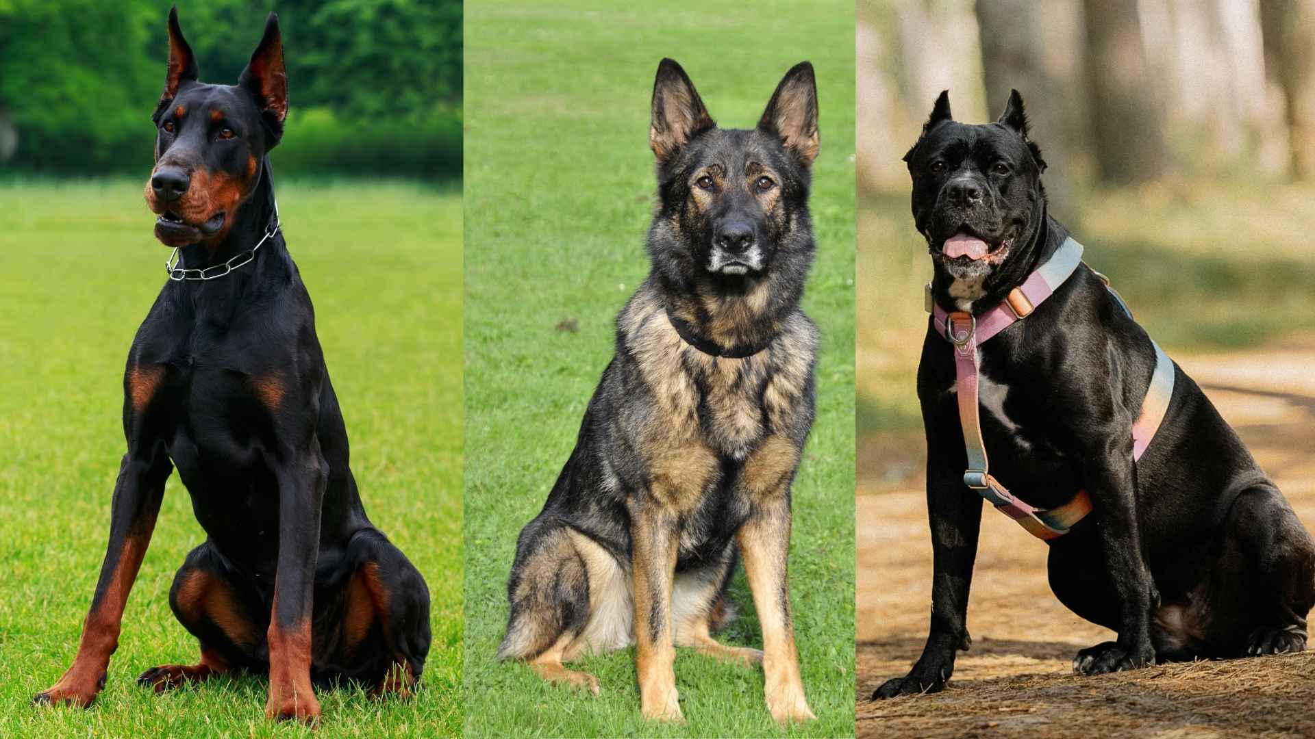 9 Misunderstood Dog Breeds That Deserve A Second Chance - Tededer.com