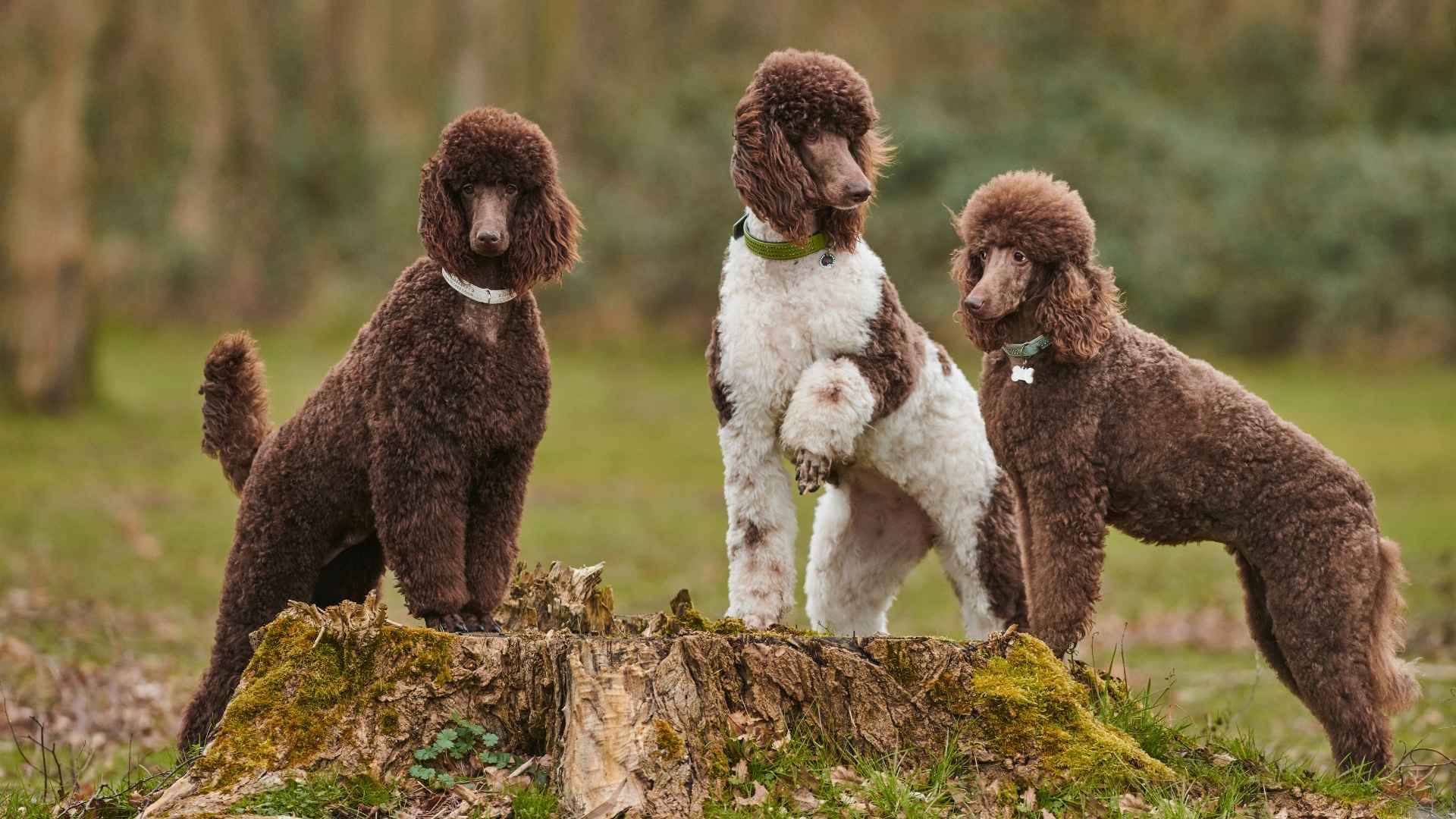 9 Best Guard Dog Breeds For Farms In The United States - Avesei.com
