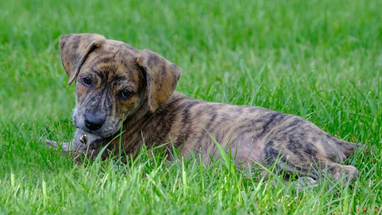 10 Best Coyote Hunting Dog Breeds With Speed And Strength - Avesei.com