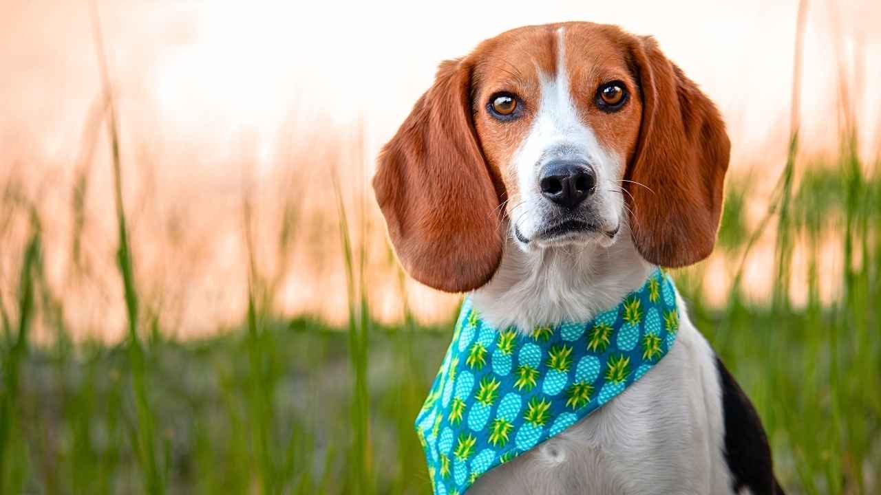 7 Dog Breeds Similar To Beagles In Size And Personality - Tededer.com