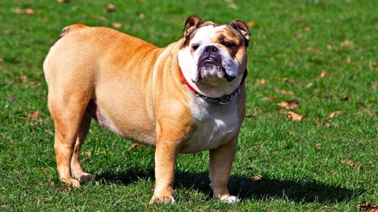 9 Seizure Dog Breeds For Seizure Detection And Support - Ethawi.com