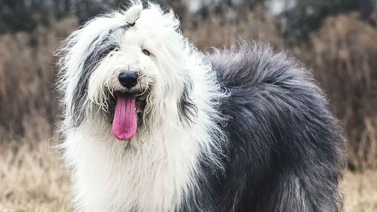 10 Best Long-Haired Sheep Dog Breeds - Tededer.com