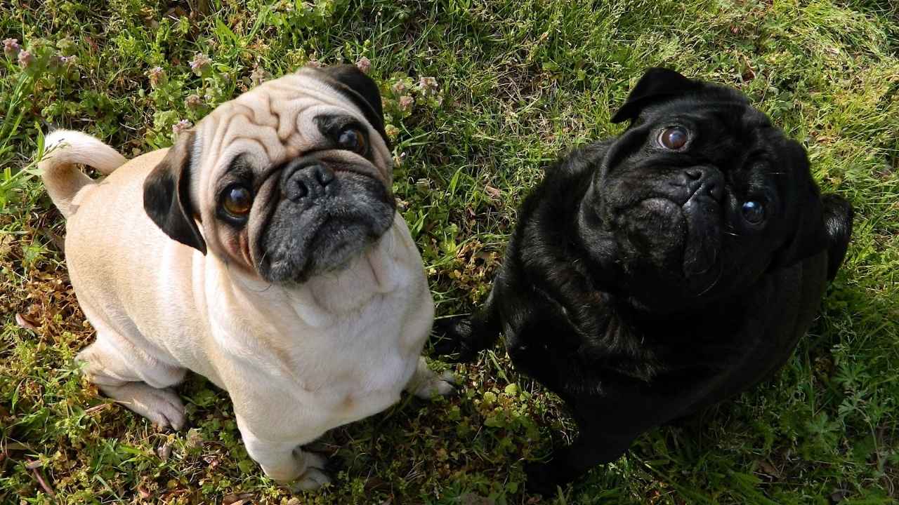 9 Seizure Dog Breeds For Seizure Detection And Support - Ethawi.com