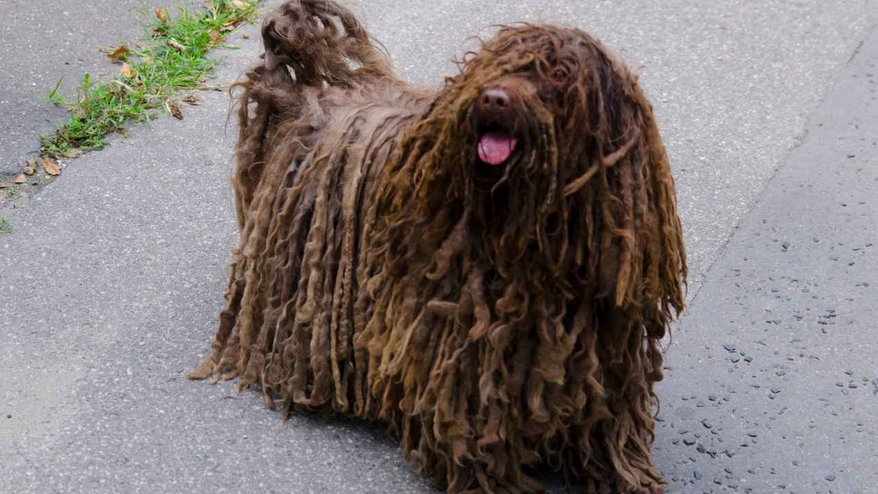 7 Best Small To Medium Guard Dog Breeds - Avesei.com