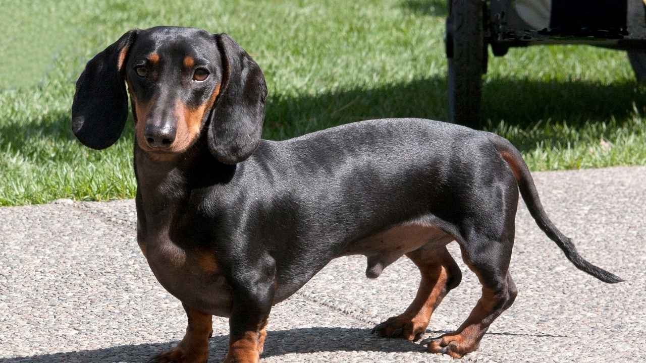 7 Types Of Dachshund Dog Breeds