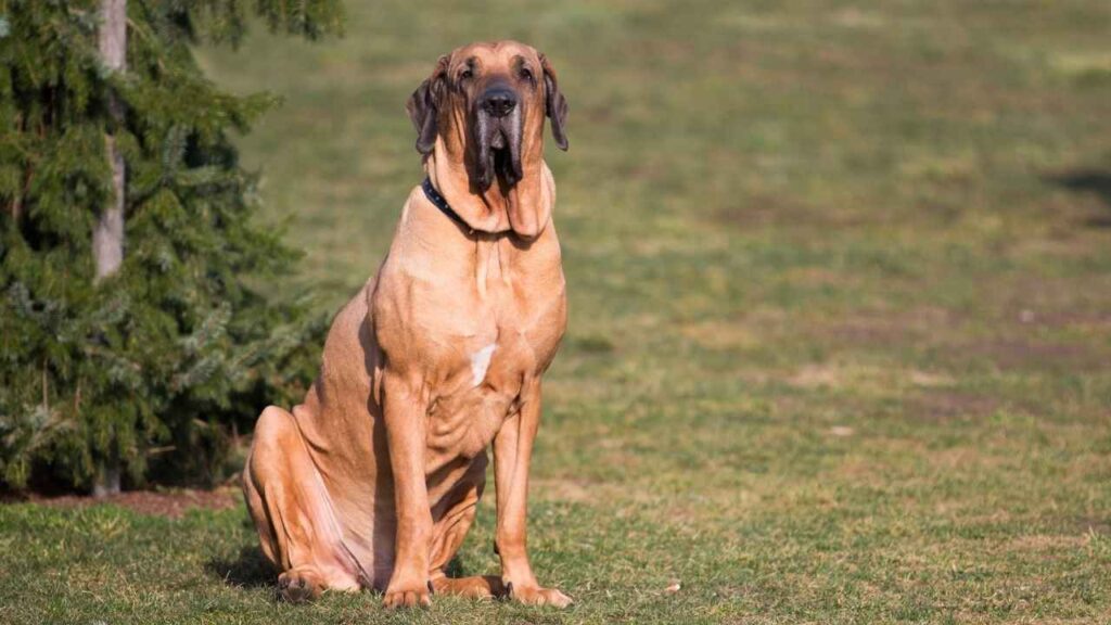 7 Rare Big Dog Breeds You’ve Probably Never Heard Of