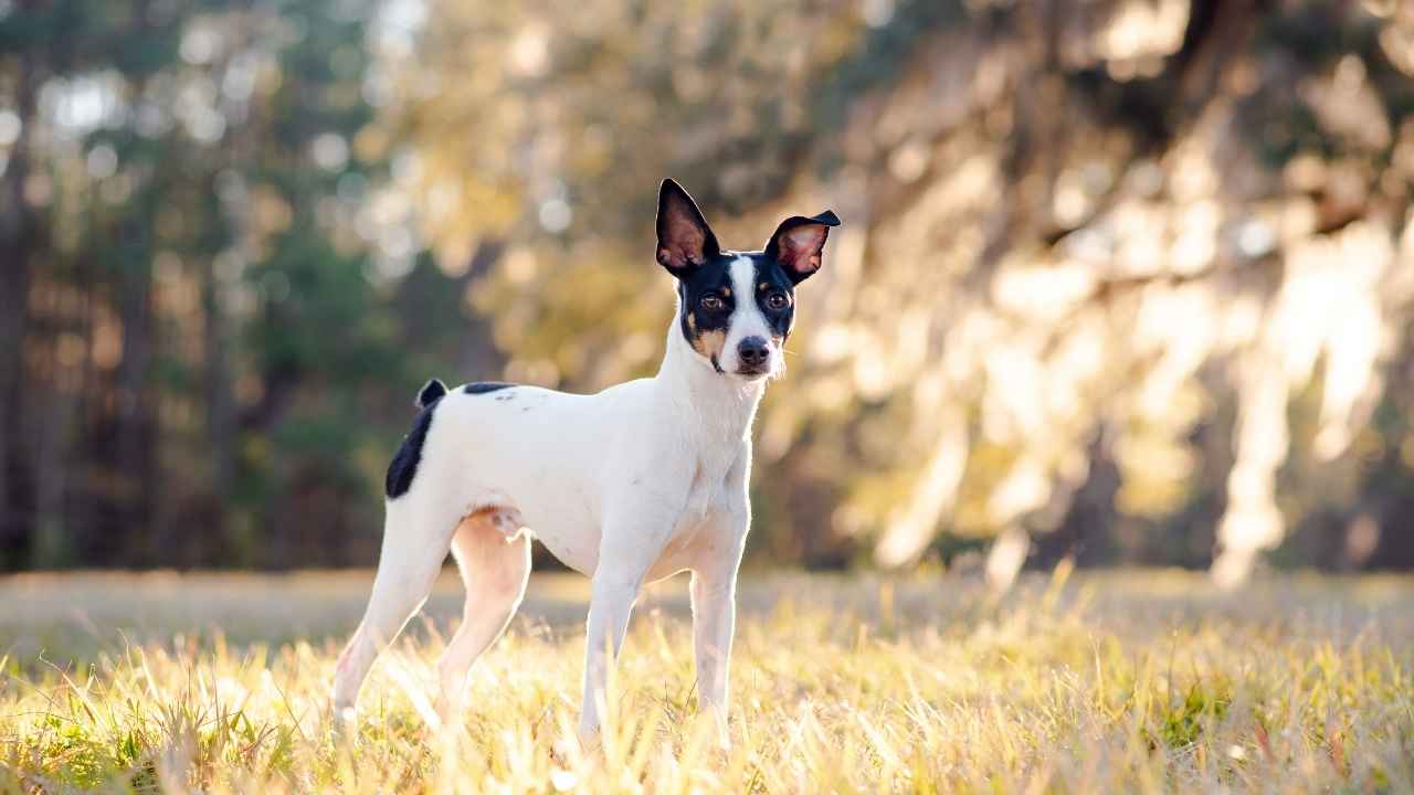 10 Dog Breeds For Hunting Rats & Mice - Tededer.com