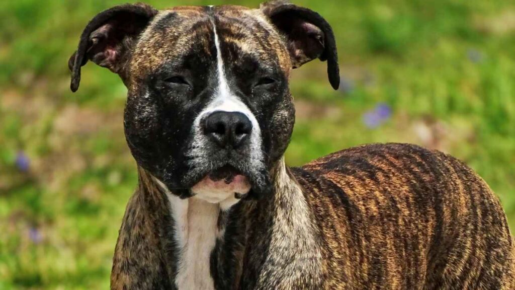 7 Different Types Of Boxer Dog Breeds - Tededer.com