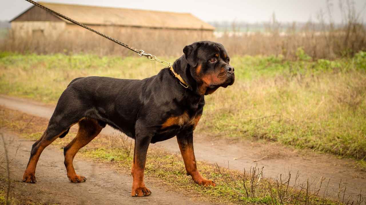 German Shepherd Vs Rottweiler: A Historic Breed Comparison