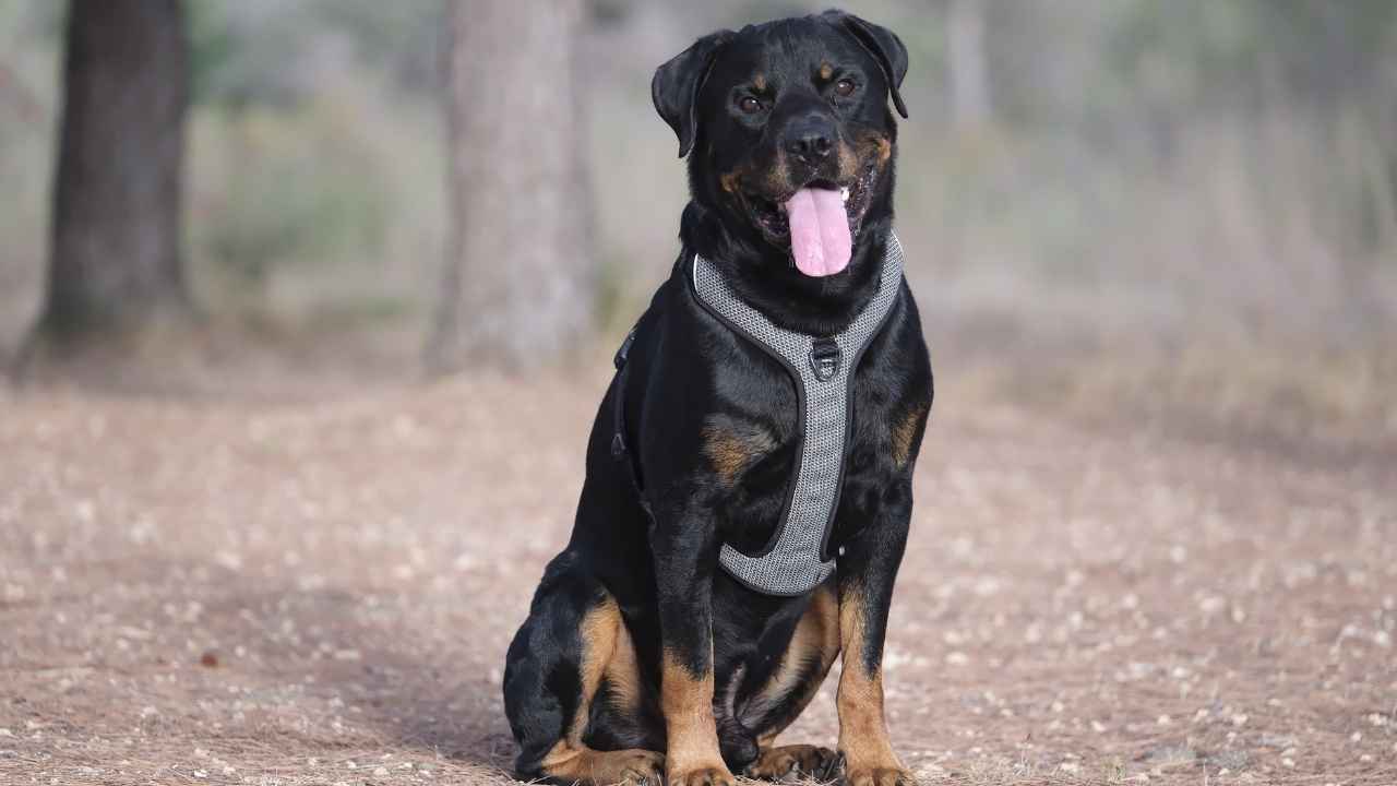 7 Fearless Dog Breeds That Can Take Down A Tiger - Ethawi.com