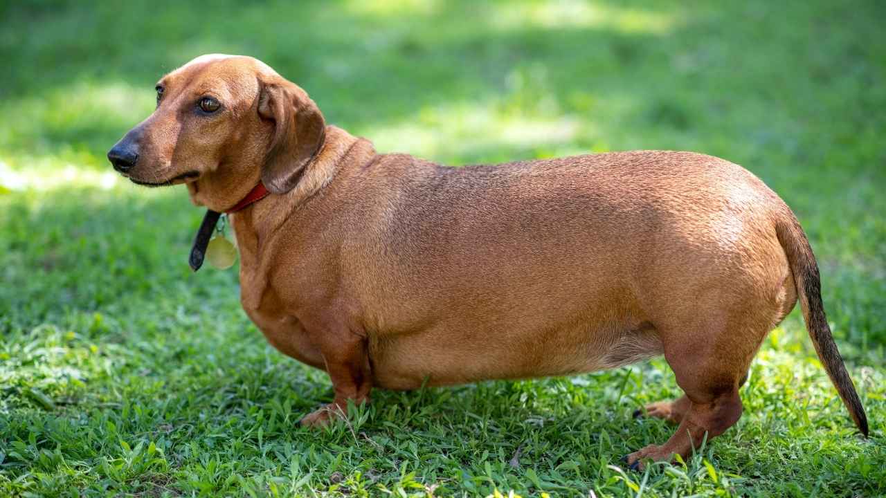 7 Types Of Dachshund Dog Breeds