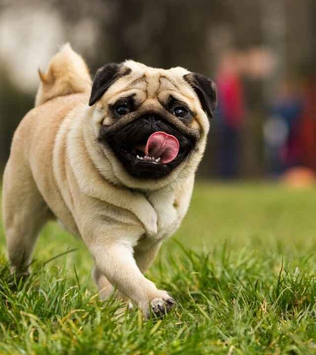 19 Ravishing Red Dog Breeds - That Stand Out In The Crowd!!