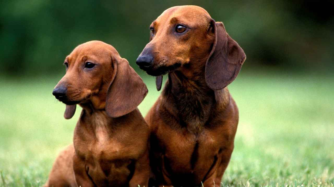 7 Types Of Dachshund Dog Breeds