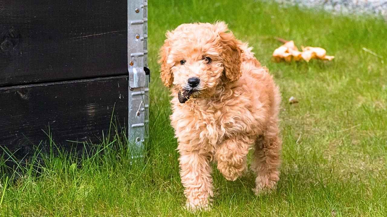 Top 10 Designer Dog Breeds In 2025 - Ethawi.com