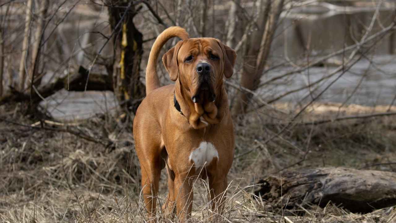7 Dog Breeds That Are Similar To Cane Corso - Inhenocha.com