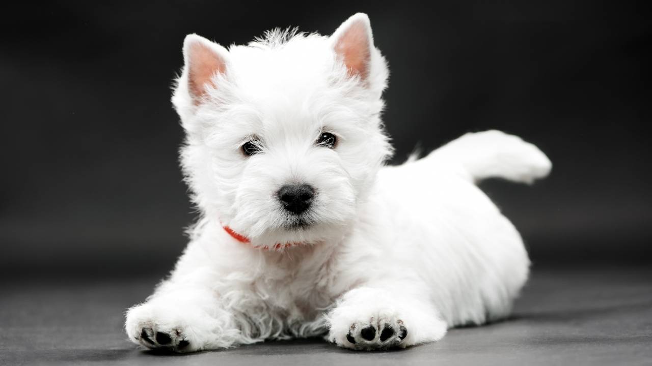 10 Dog Breeds For Hunting Rats & Mice - Tededer.com