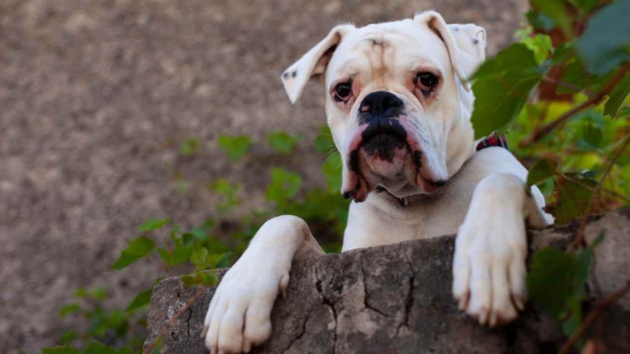7 Different Types Of Boxer Dog Breeds - Tededer.com