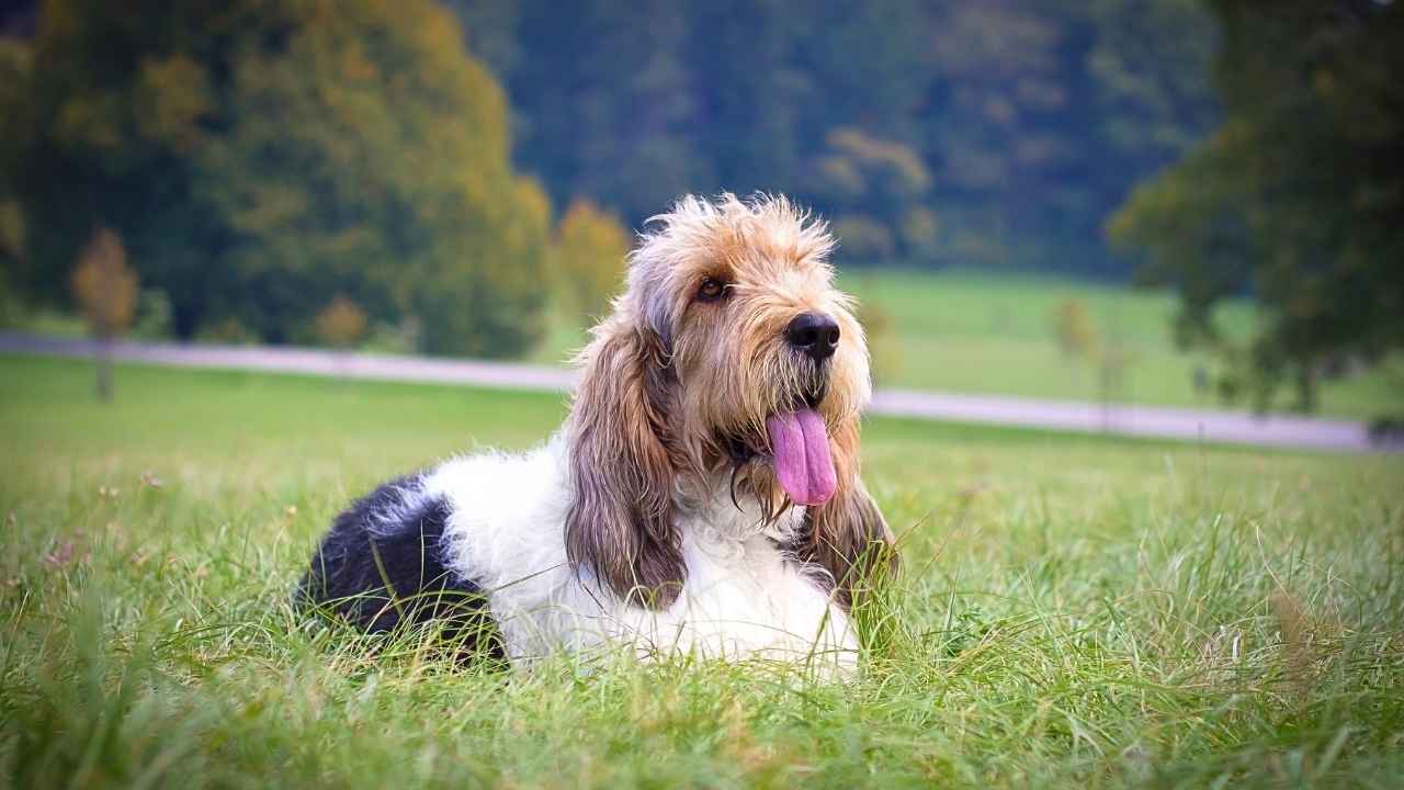 7 French Dog Breeds You’ll Fall In Love With