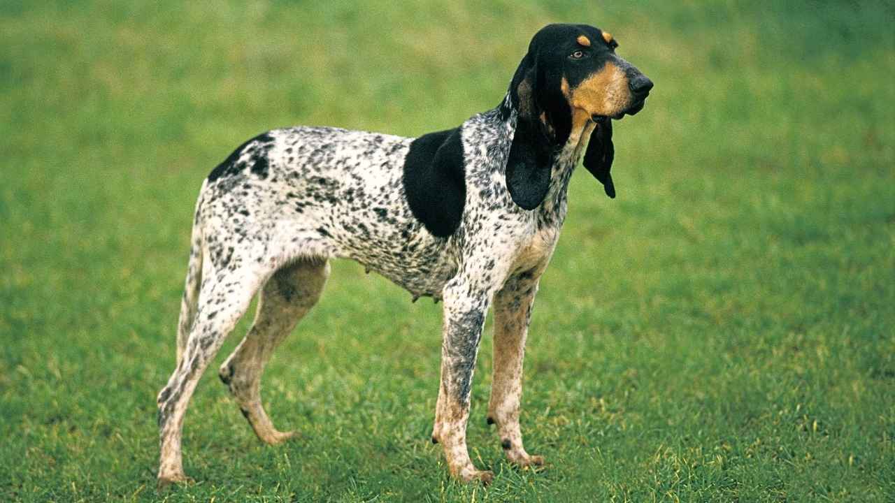 7 French Dog Breeds You’ll Fall In Love With