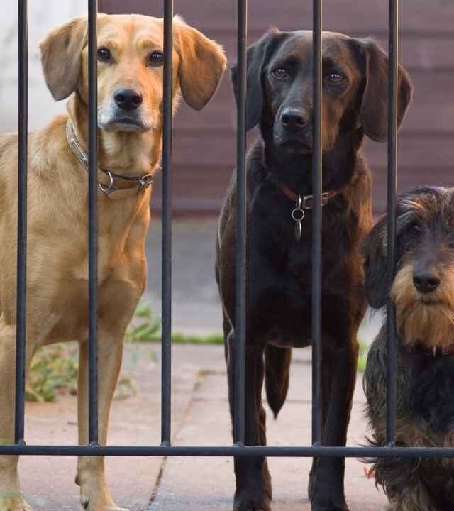 Chiweenie Dog - Personality Traits And Breed Information