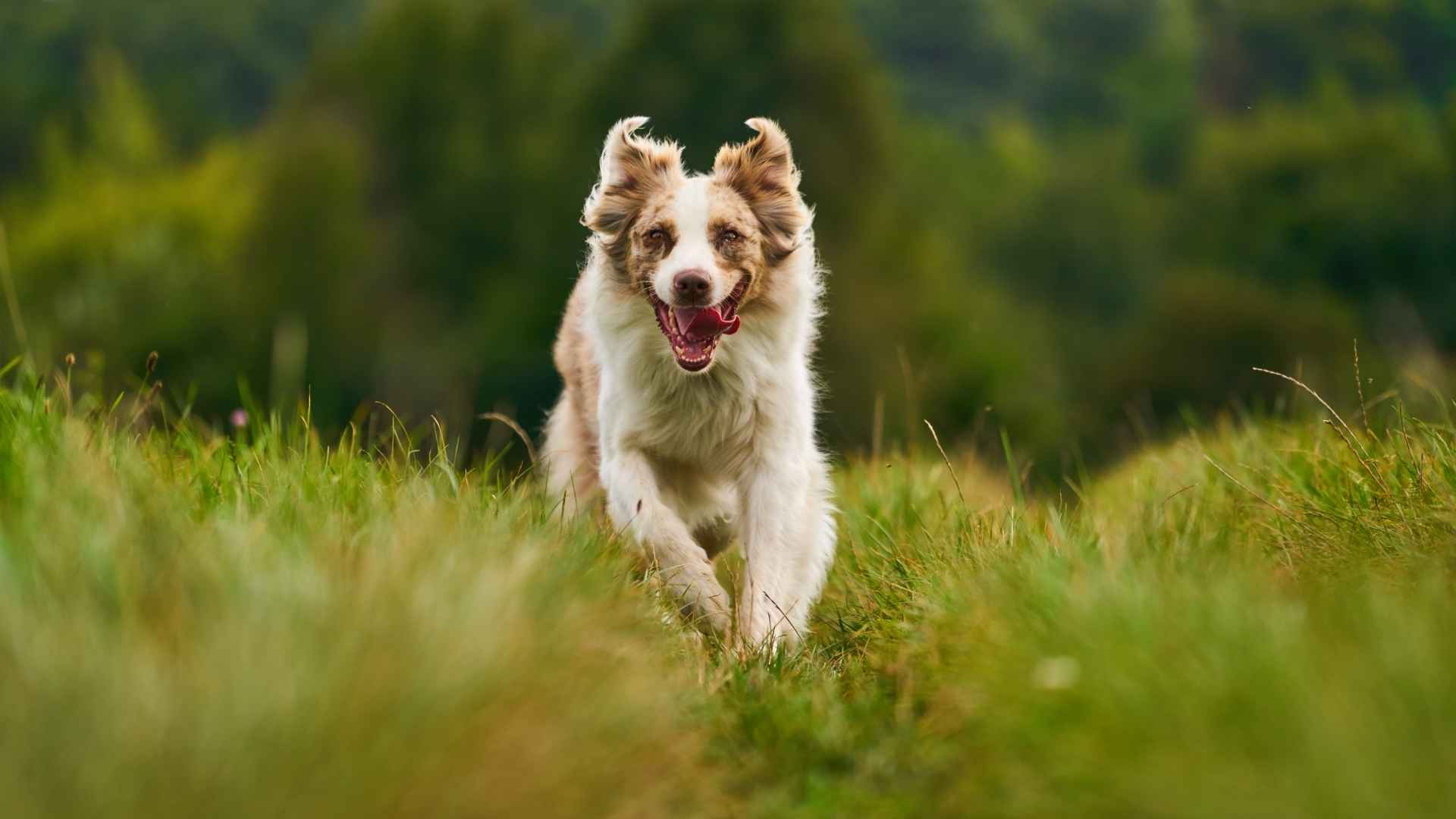 Top 10 Energetic Dog Breeds For Active Families - Avesei.com