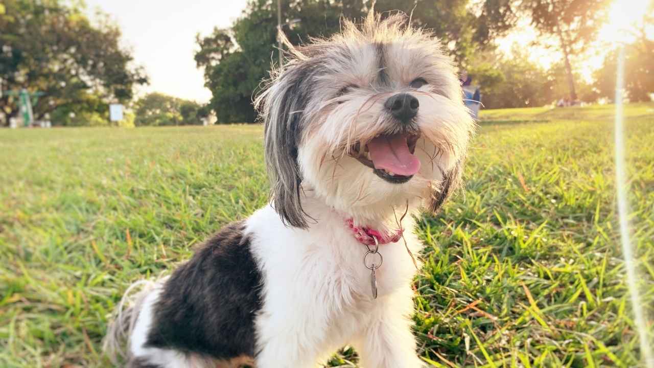 7 Most Happiest Dog Breeds With Positive Personalities - Tededer.com