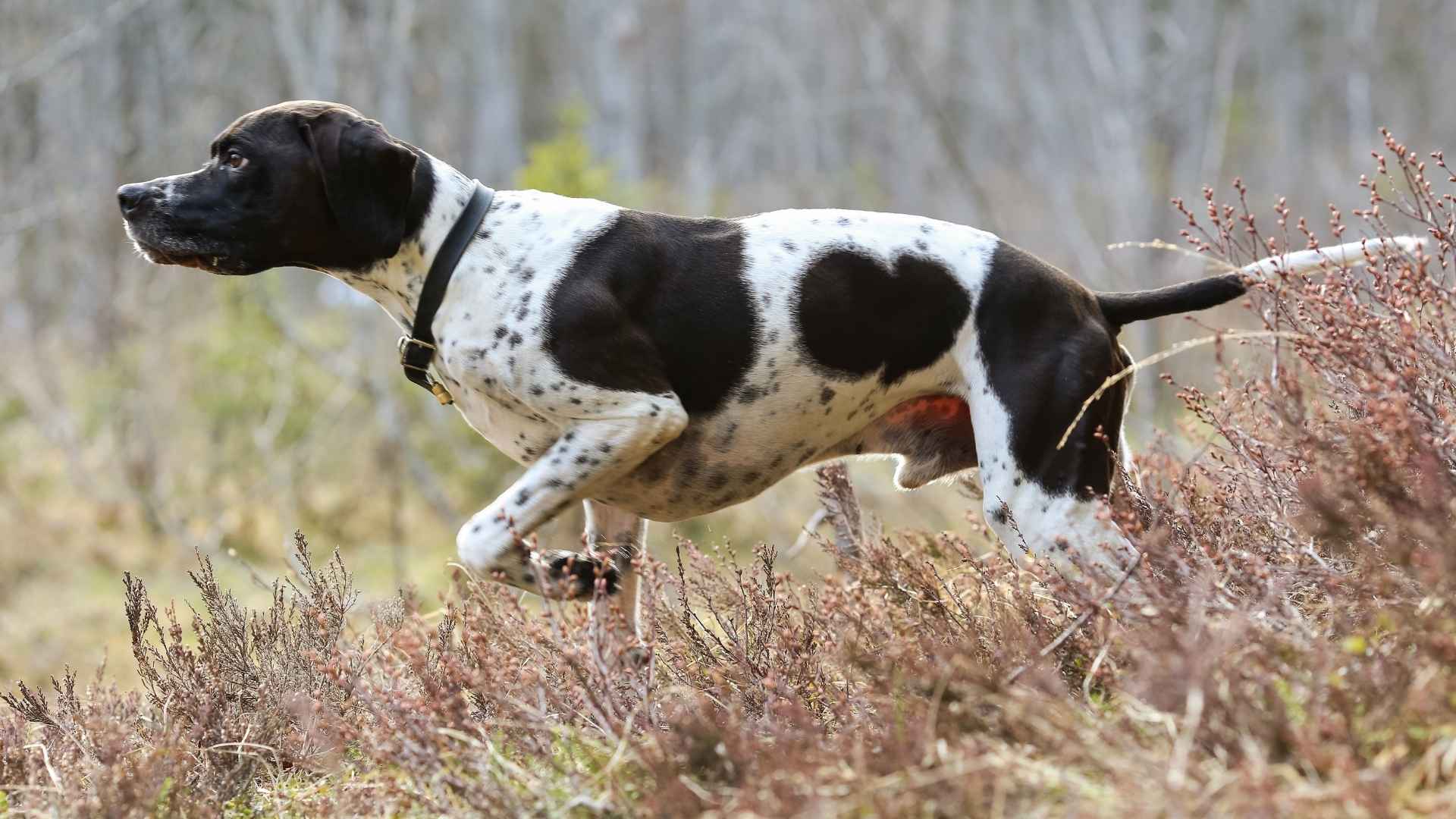 7 Pointing Dog Breeds For Hunting - Avesei.com