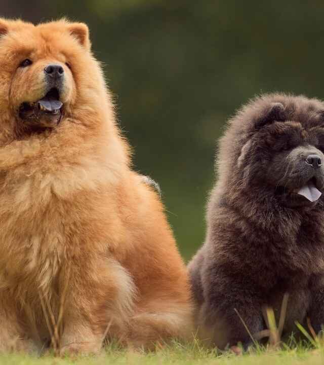 The Majestic Macaw Parrot – History, Taxonomy, And More