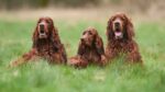 4 Types Of Setter Dog Breeds: Which Breed Is Right For You?