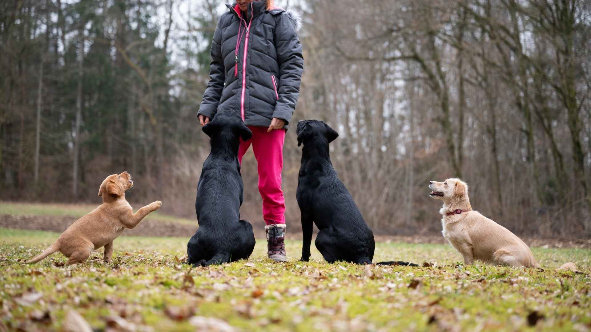 7 Best Guard Dog Breeds That Excel In Obedience Training - Tededer.com
