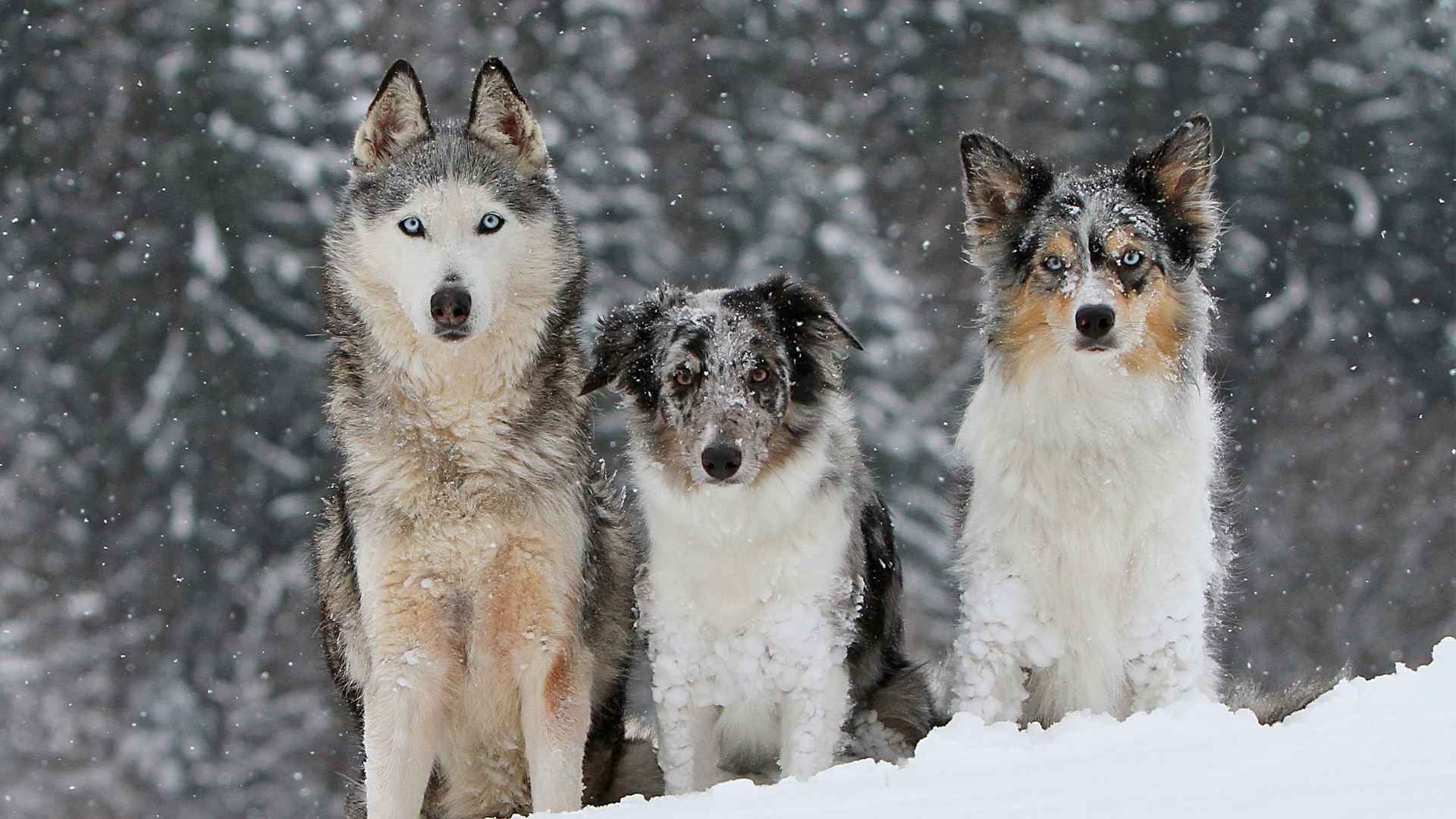 7 Best Double-Coated Guard Dog Breeds For Security - Tededer.com