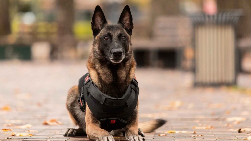 7 Most Bravest Guard Dog Breeds For Your Family & Home