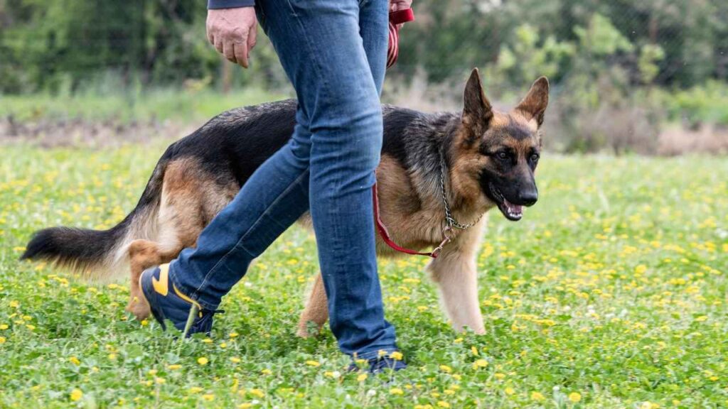 7 Best Guard Dog Breeds For First-Time Owners