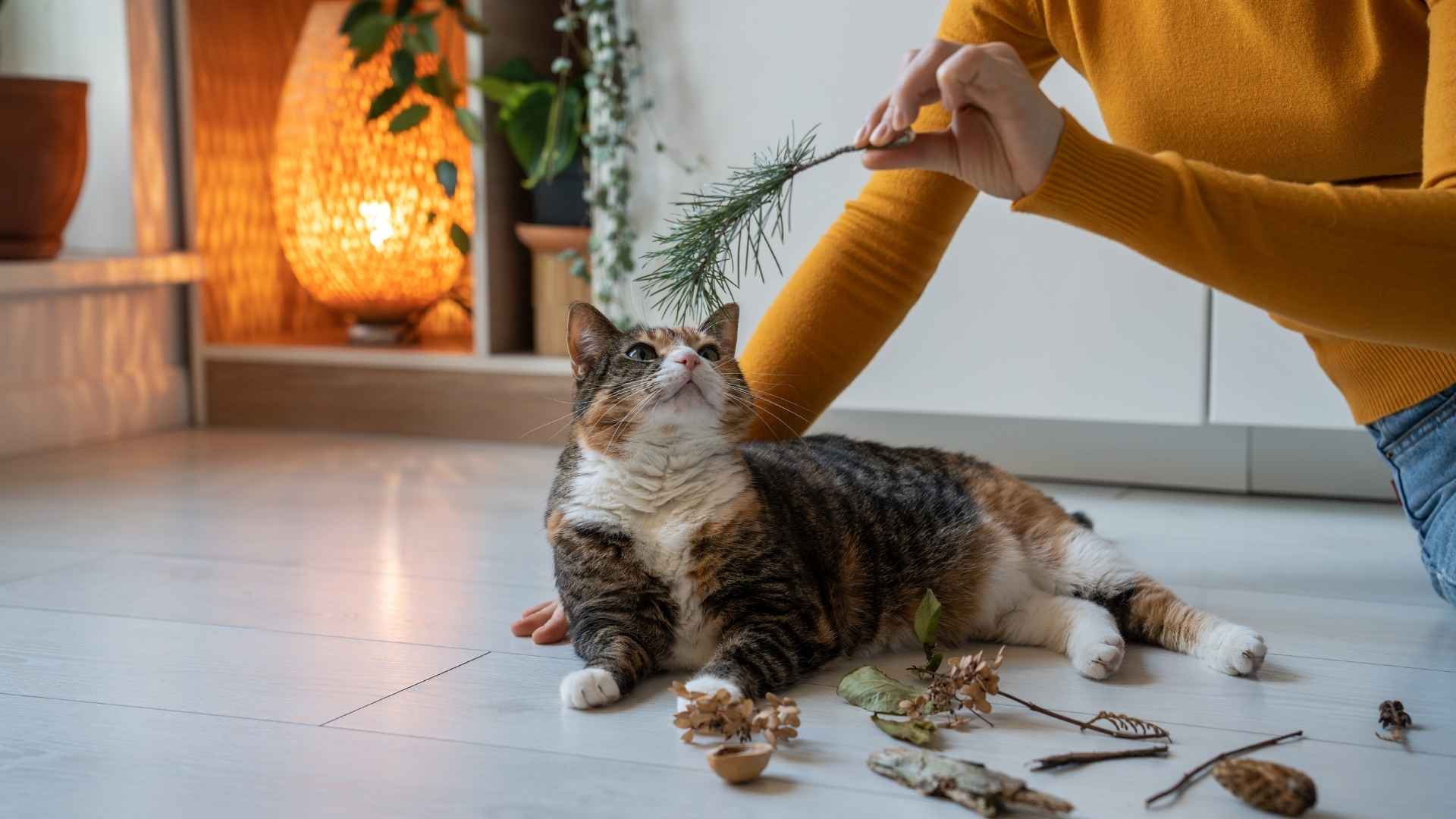 7 Best Hypoallergenic Cat Breeds For Allergy Sufferers - Avesei.com