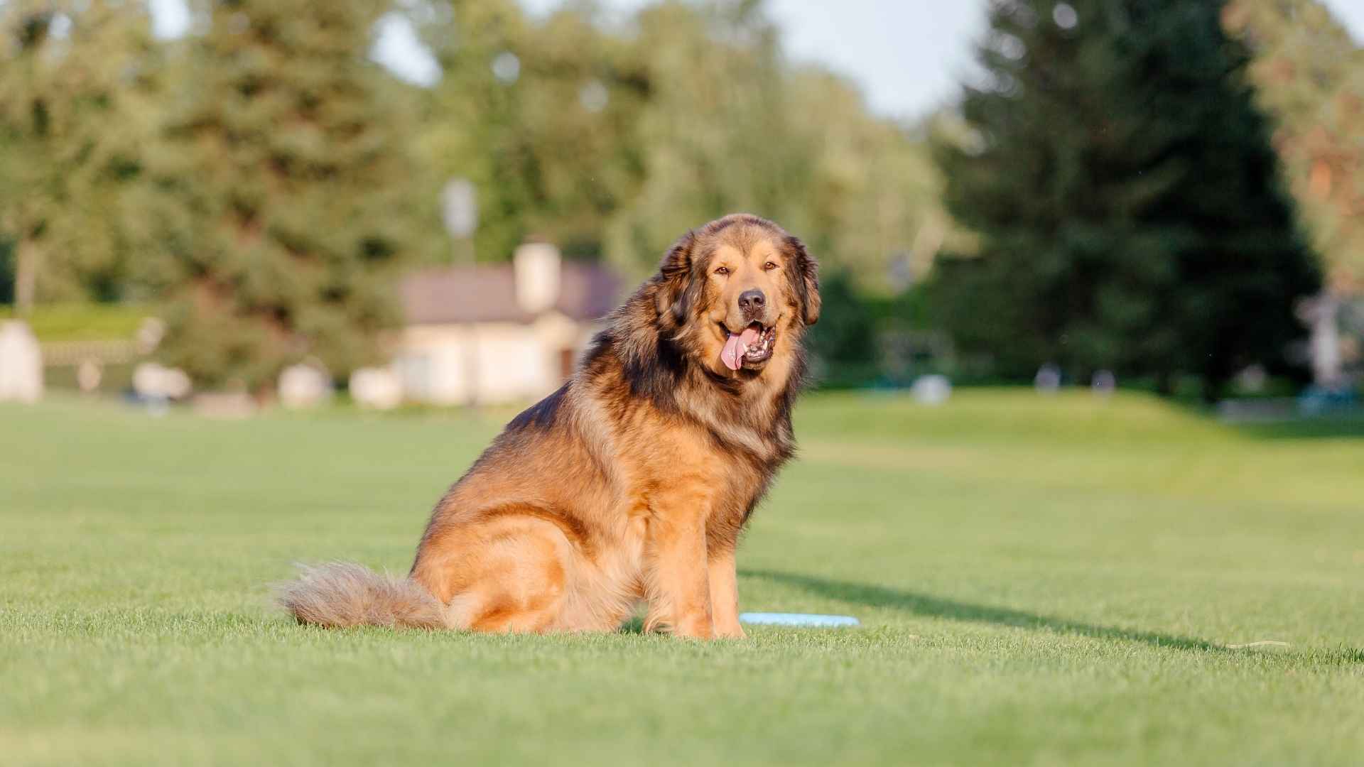 Large Dog Wallpaper Always Been My Favorite Wallpaper. A Dog And A