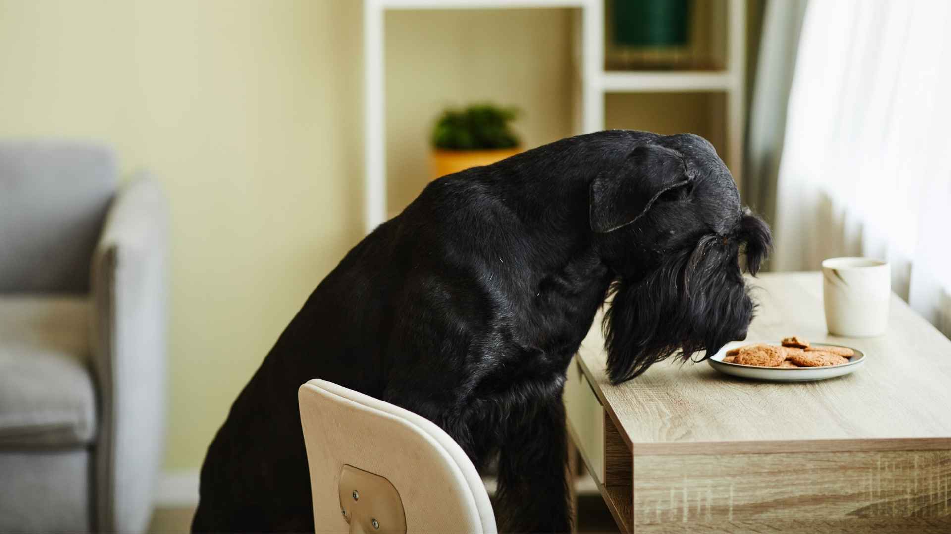 Top 10 Sneaky Dog Breeds Most Likely To Steal Your Snacks - Cerfiem.com