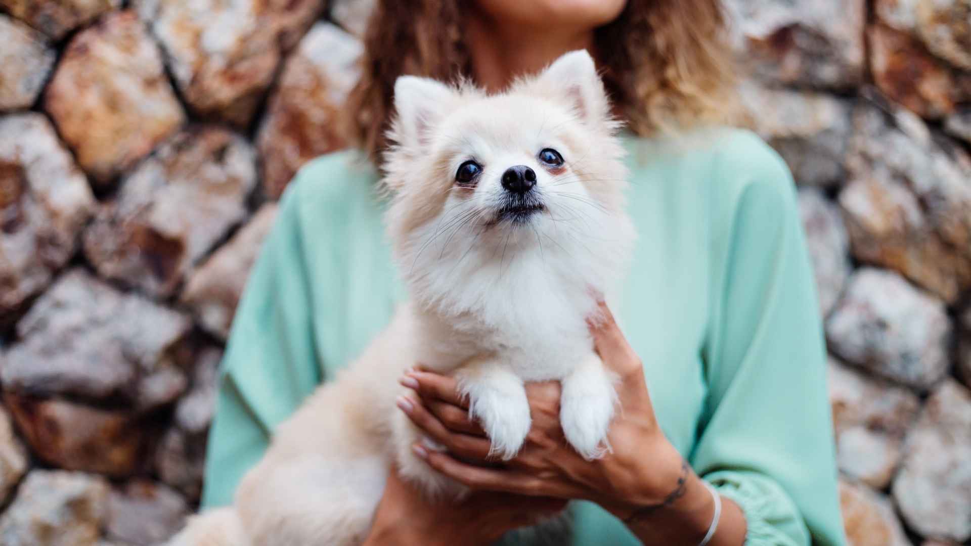 7 Cutest Small Dog Breeds With A Fox-Like Face - Ethawi.com