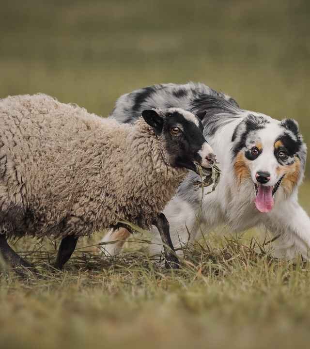 Weird Animals - Get To Know These Bizarre & Rare Creatures