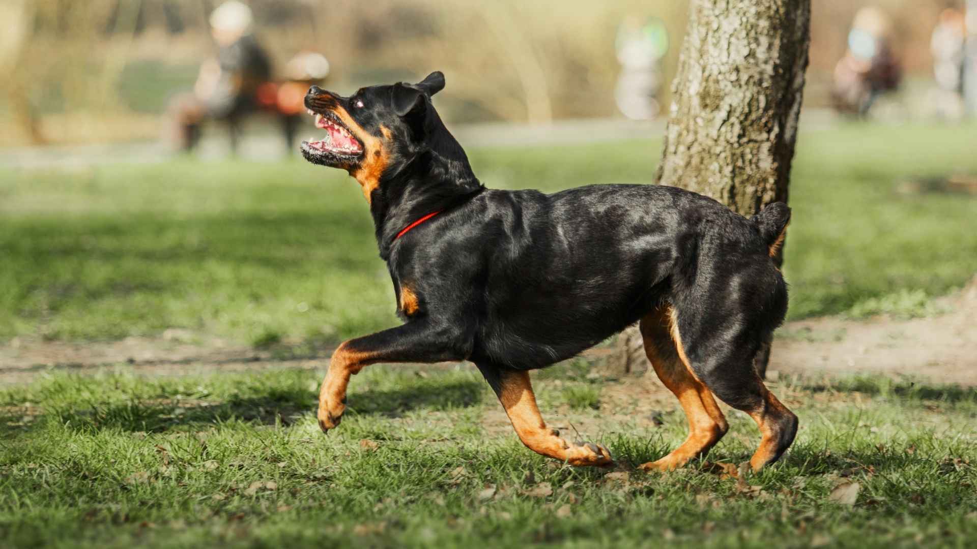 7 Extremely Reactive Dog Breeds And How To Help - Inhenocha.com