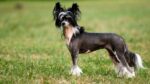 Dog Breeds - WAF