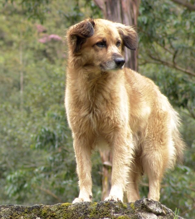 17 Water Dog Breeds That Are More Than Just Good Swimmers