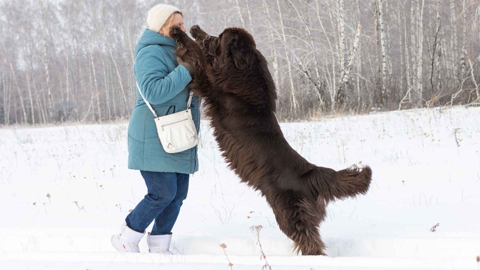 9 Most Protective Big Dog Breeds For Your Safety - Inhenocha.com