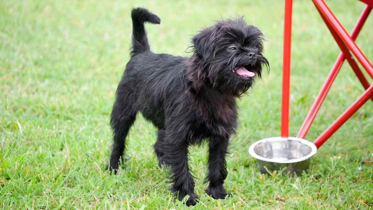 17 Dog Breeds With Bearded Faces - Ethawi.com