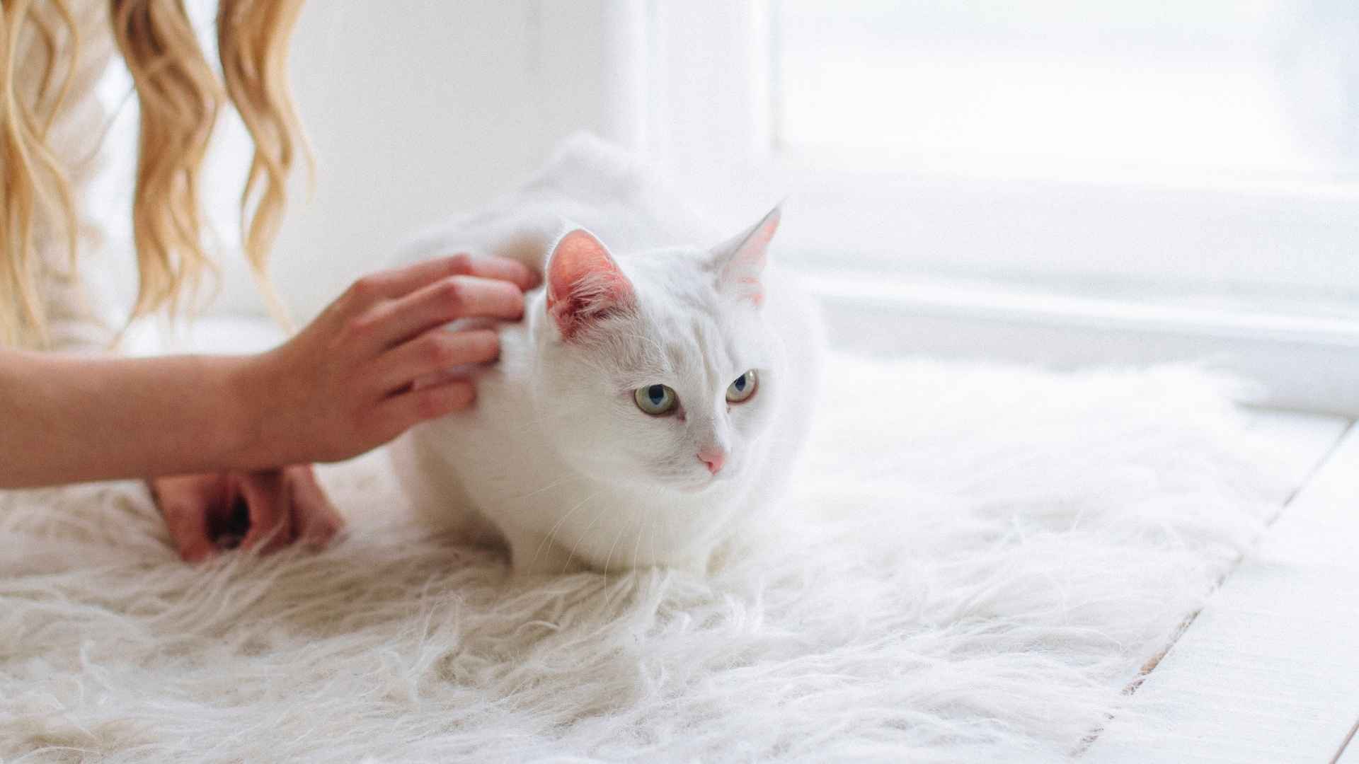 White Cat With Yellow Eyes Breed 7 Best All White Cat Breeds That Melt