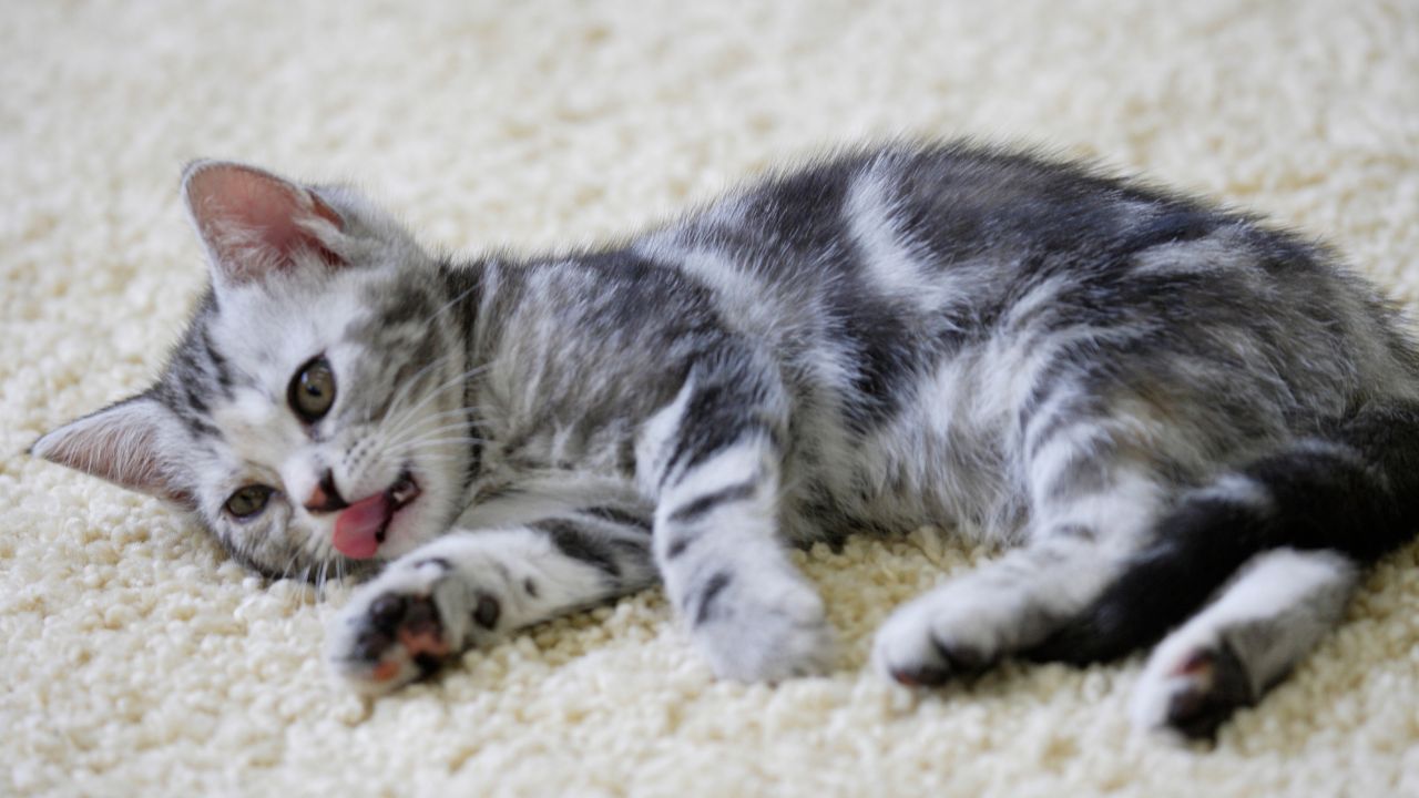 10 Most Common Cat Breeds Around The World - Tededer.com