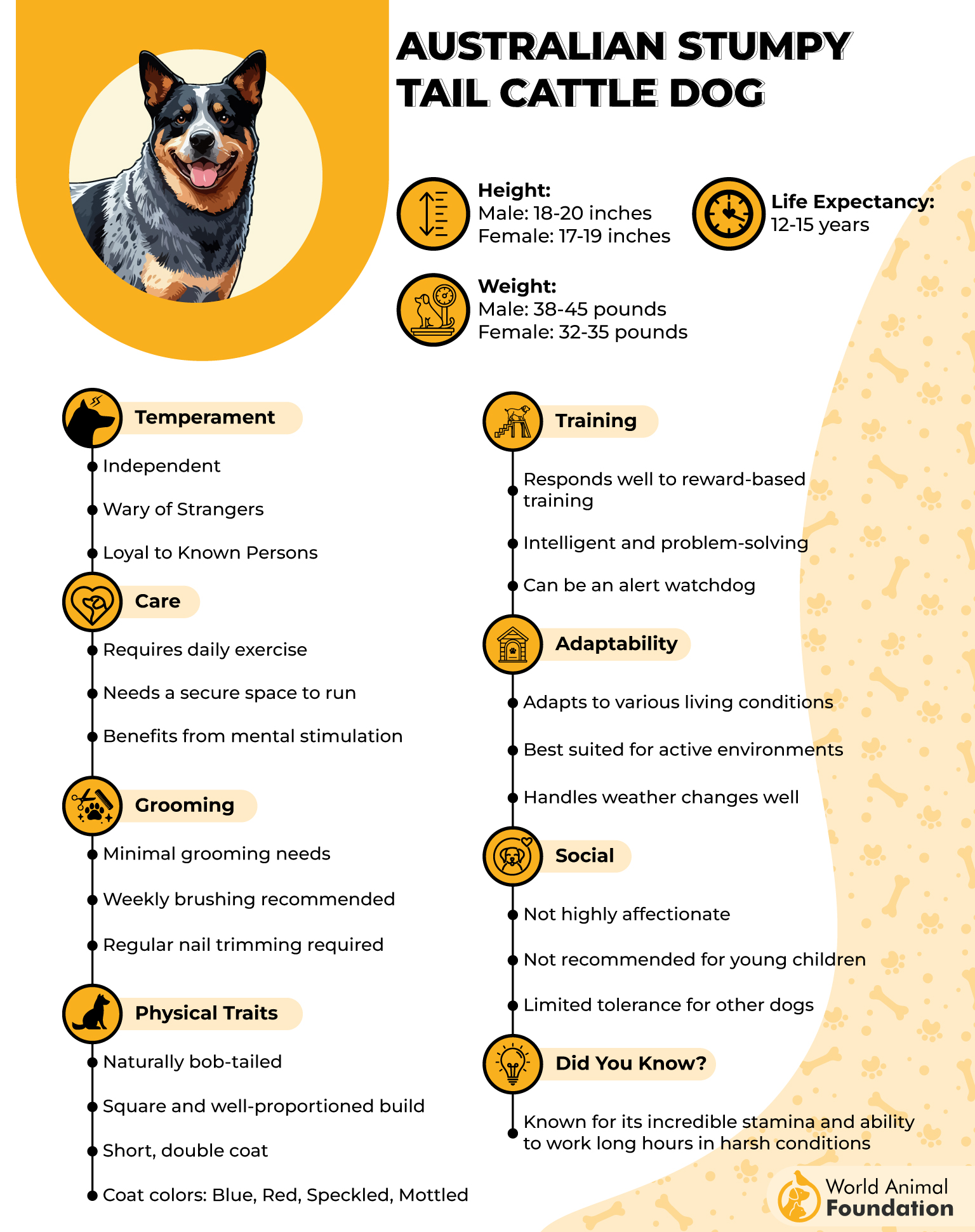 7 Iconic Australian Dog Breeds With Incredible Skills - Ethawi.com